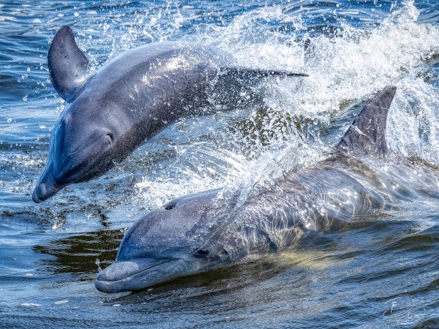 Dolphins in Wolf Bay – Gulf Shores – Dedman Photos – Sports, Real ...